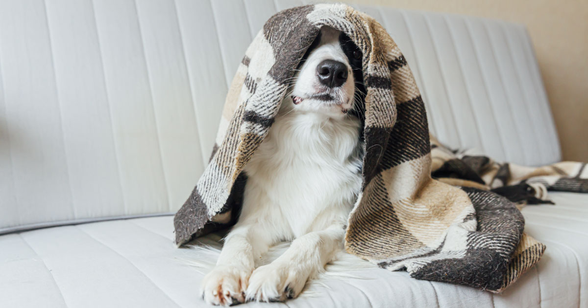 What To Do If You Run Out of Propane in Winter | Red Triangle Oil